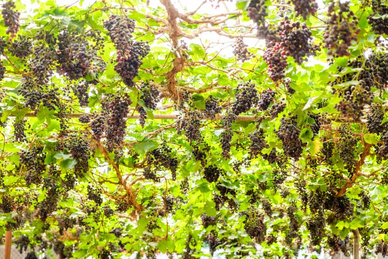 Grape Bunch Fruit in Vineyard Stock Image - Image of natural, grapes ...