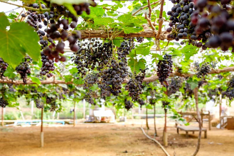 Grape Bunch Fruit in Vineyard Stock Image - Image of fresh, drink: 80771175