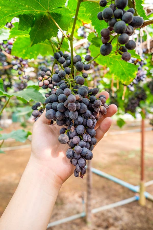 Grape Bunch Fruit in Vineyard Stock Photo - Image of grain, farm: 80771230