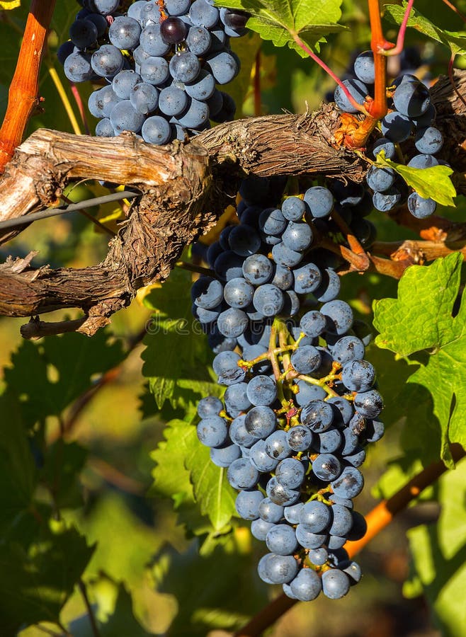 Grape bunch stock image. Image of green, farm, outdoors - 36909809
