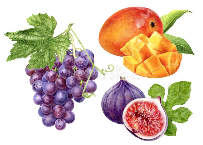 Grape Bunch Watercolor Illustration Isolated on White Background Stock ...