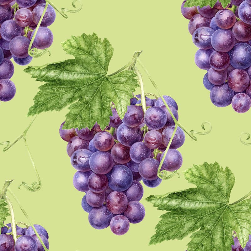 Grape Bunch with Leaf Seamless Watercolor Pattern Isolated on Green ...