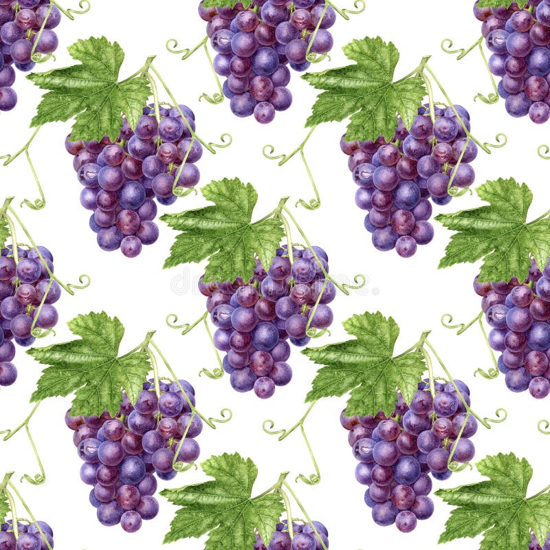 Grape Bunch Watercolor Illustration Isolated on White Background Stock ...