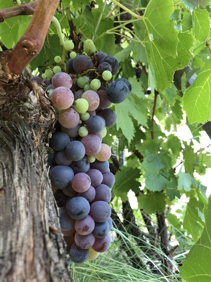 Grape bunch stock image. Image of bunch, grapeleaves - 109835231