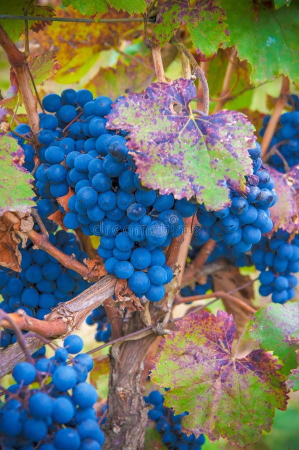 Grape Bunch, Very Shallow Focus Stock Photo - Image of agriculture ...