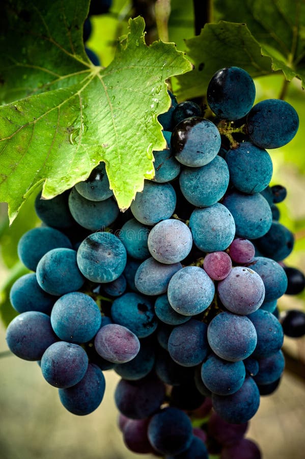 Grape bunch stock photo. Image of purple, fruit, summer - 42054764