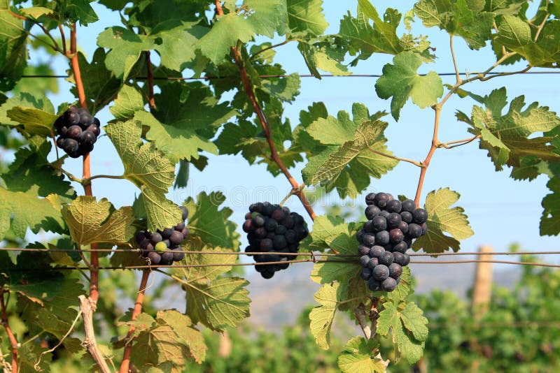 Grape bunch on the vine stock image. Image of food, crop - 49571431