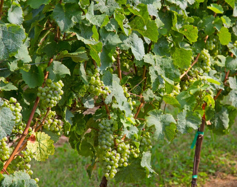 Grape Bunch in the Vineyard into a Farm for the Production of White ...