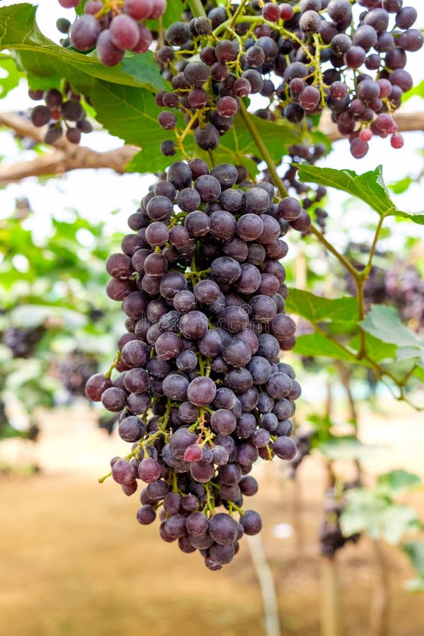 Grape bunch in vineyard stock image. Image of country - 79633603