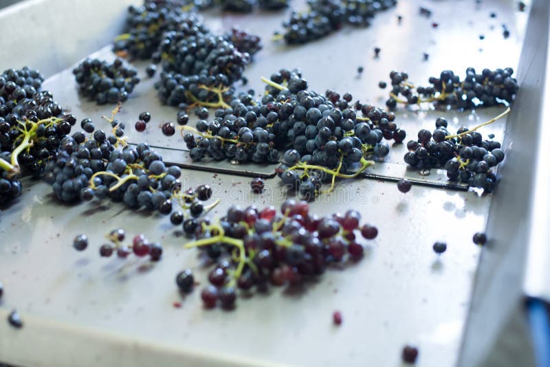 Grape Bunches Conveyer Stock Photos - Free & Royalty-Free Stock Photos ...