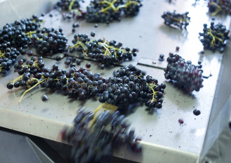 Grape Bunches Conveyer Stock Photos - Free & Royalty-Free Stock Photos ...