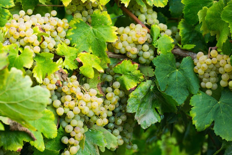 Grape bunches stock image. Image of cluster, plant, industry - 93140921