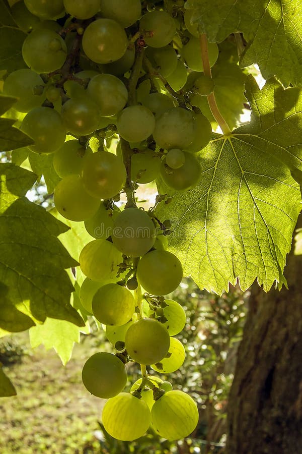 Grape stock image. Image of agriculture, foliage, grapevine - 100054549