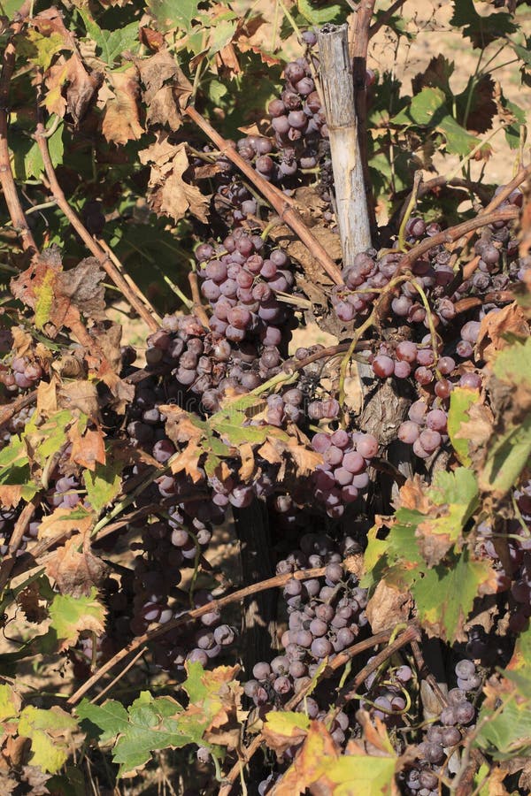 Grape bunches stock image. Image of europe, outdoors - 34300303