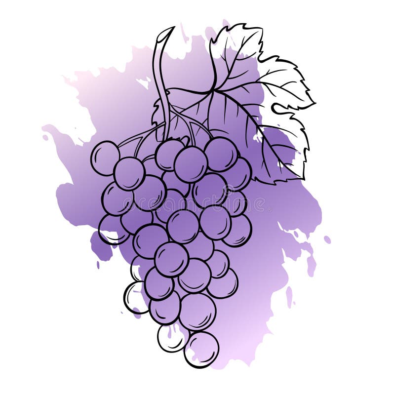 Grape Bunches Sketch Vector Illustration on Watercolor Spot Stock ...