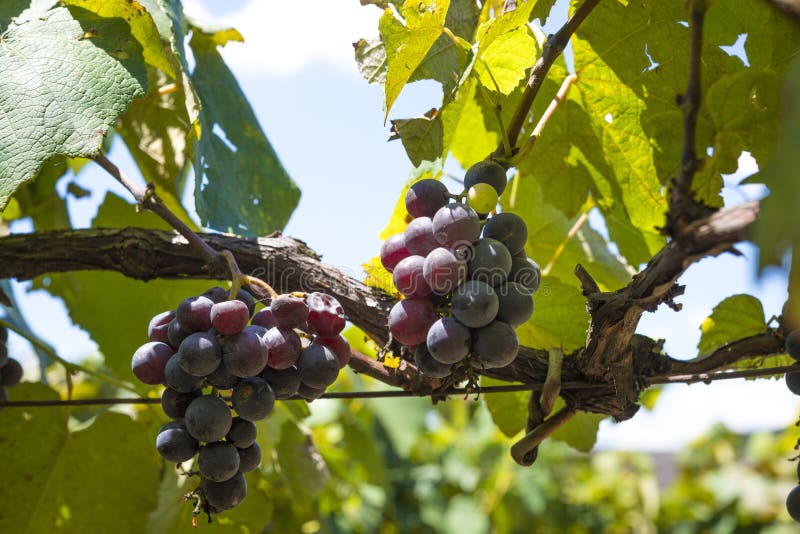 Grape Bunches in Vineyard Ready To Be Harvested Stock Image - Image of malbec, grapevine: 270798511
