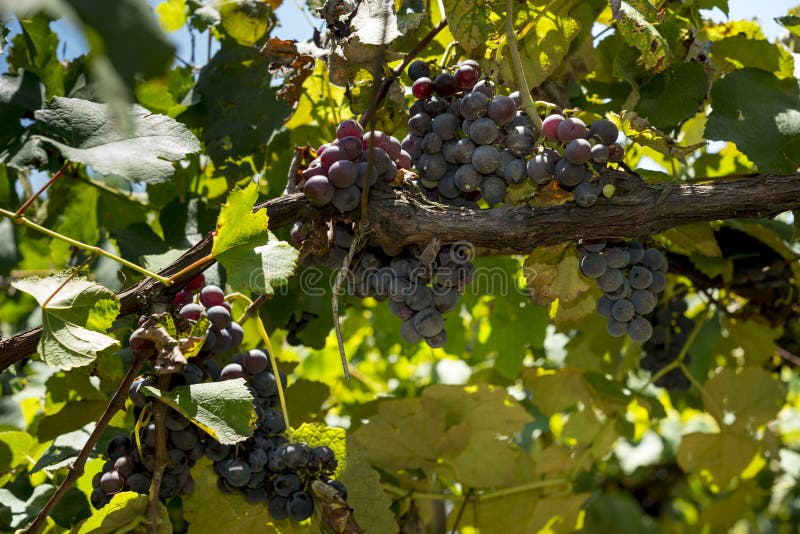 Grape Bunches in Vineyard Ready To Be Harvested Stock Photo - Image of ...