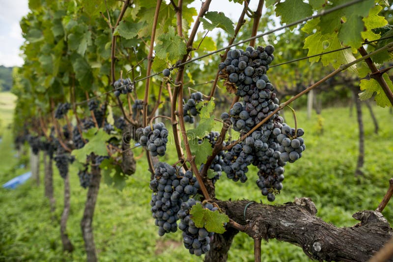 Grape Bunches in Vineyard Ready To Be Harvested Stock Image - Image of ...