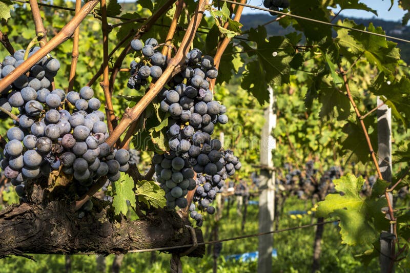 Grape Bunches in Vineyard Ready To Be Harvested Stock Photo - Image of ...