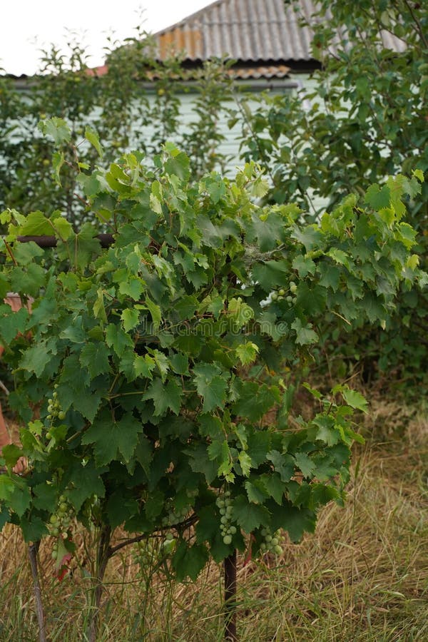 A Grape Bush in an Abandoned Village. Stock Image - Image of autumn ...