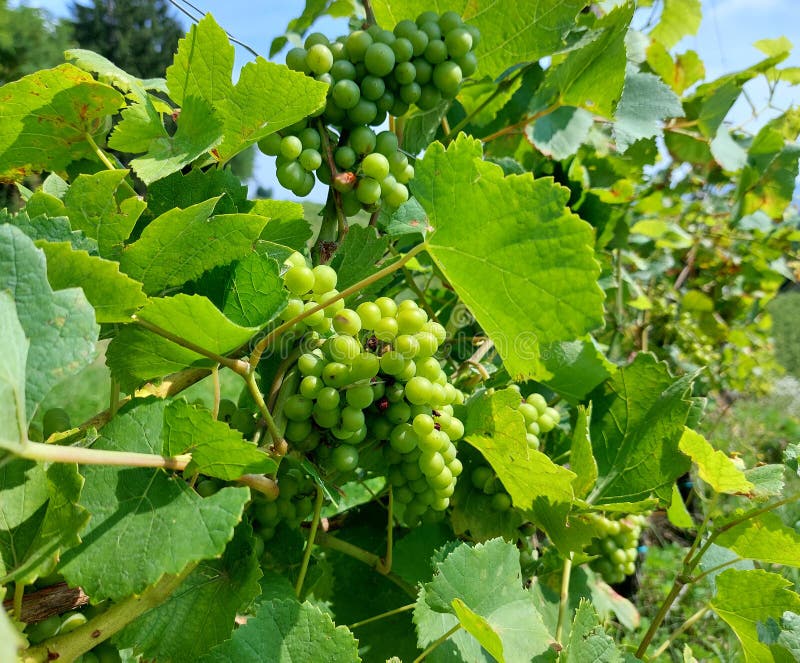 Grape Bush with Green Bunch - Plant on Vineyard Stock Photo - Image of ...