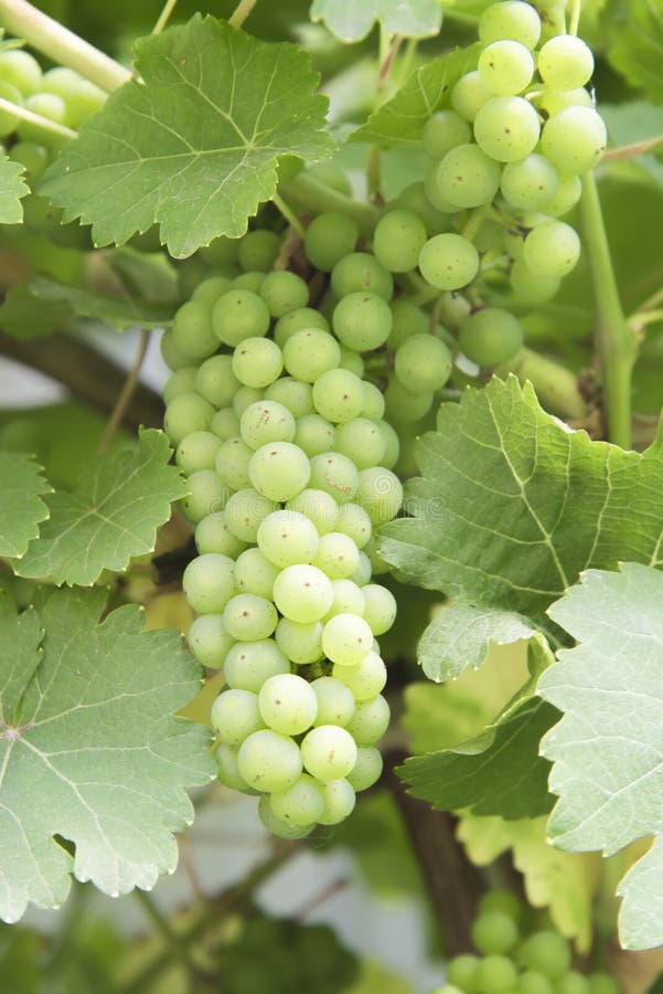 Grape stock image. Image of nature, garden, green, bunch - 58477219