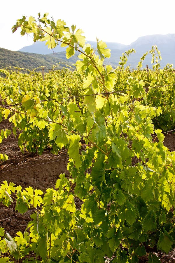 Grape bush stock photo. Image of field, focus, landscapes - 30462672