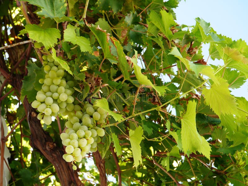 Grape Bushes in Autumn Tree Stock Image - Image of bush, grow: 27222833
