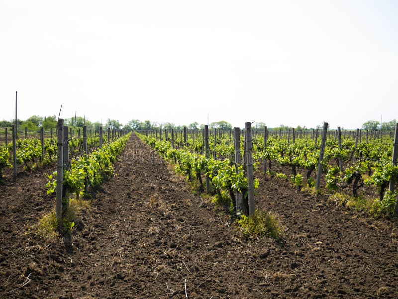 Grape Bushes at a Farm Vineyard Stock Image - Image of bush, europe ...