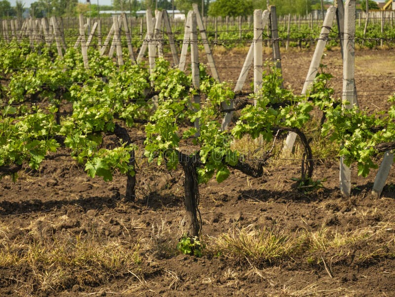 Grape Bushes at a Farm Vineyard Stock Image - Image of farm, europe ...