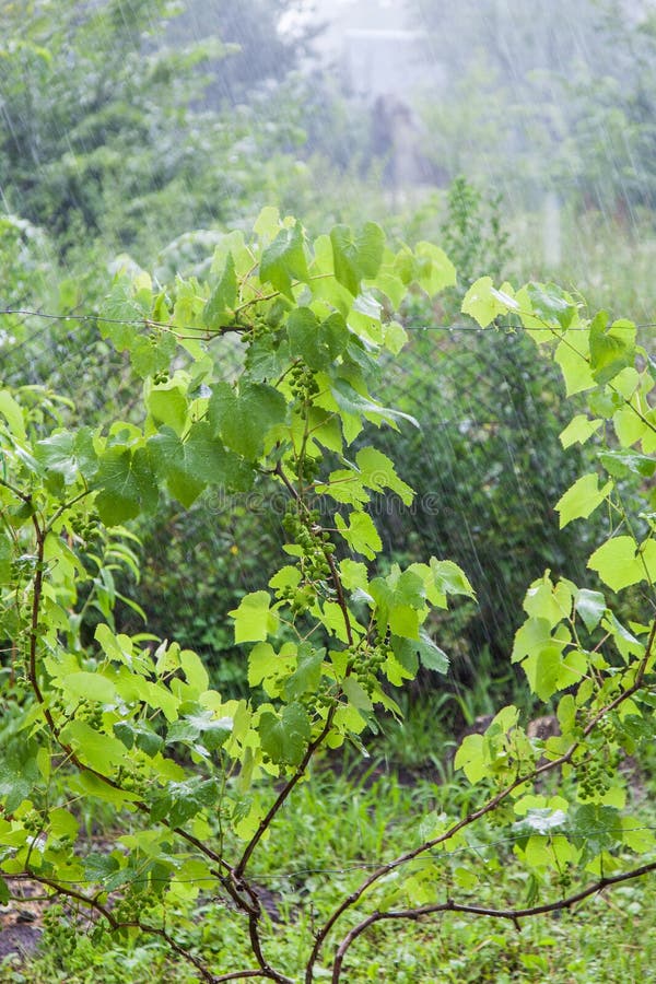 Grape Bushes Heavy Rain Stock Photos - Free & Royalty-Free Stock Photos ...