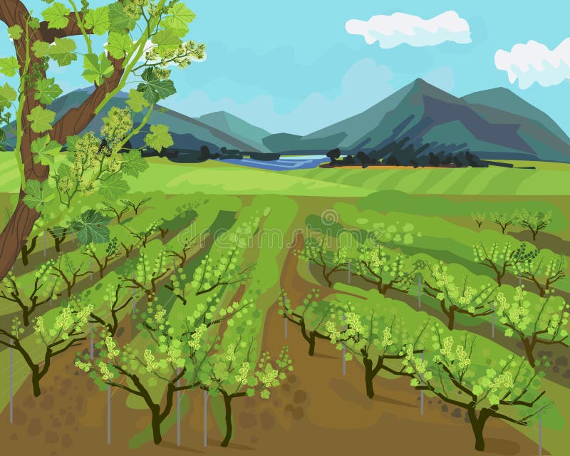 Spring Landscape with Vineyard, Mountains on Horizon and Blue Sky Stock ...