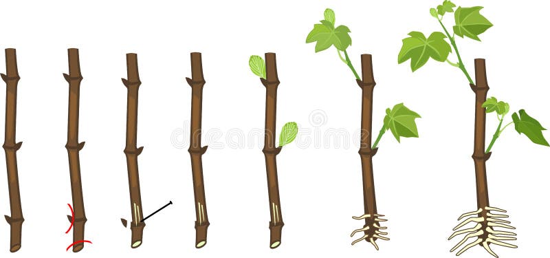 Grapevine Vegetative Reproduction Scheme. Growth Stages from Propagule ...