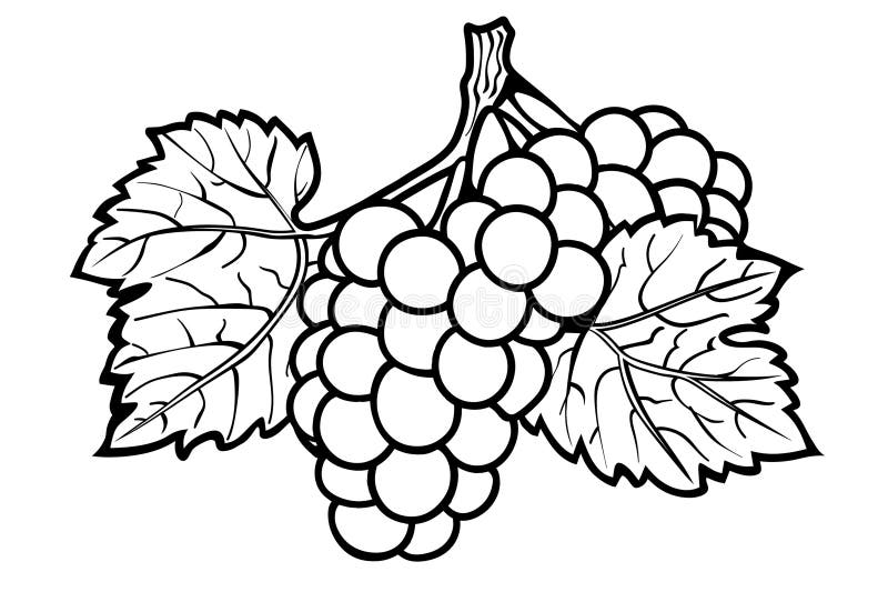 Grape for Children Coloring Page or Book Stock Illustration ...