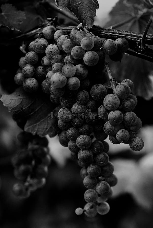 Grape Closeup stock photo. Image of leaf, white, nature - 16978514