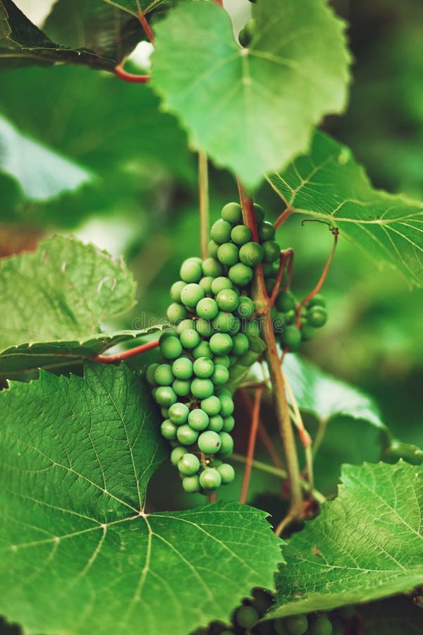The grape closeup. stock image. Image of plant, food - 75184719
