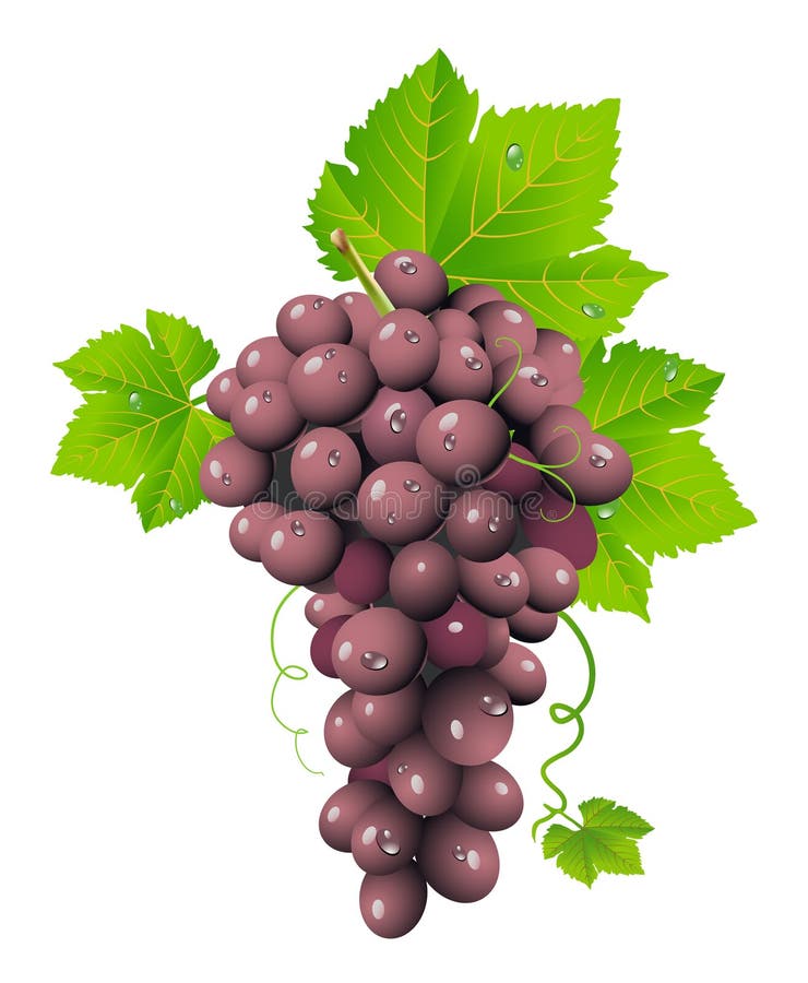Grape Cluster with Green Leaves Stock Vector - Illustration of purple ...