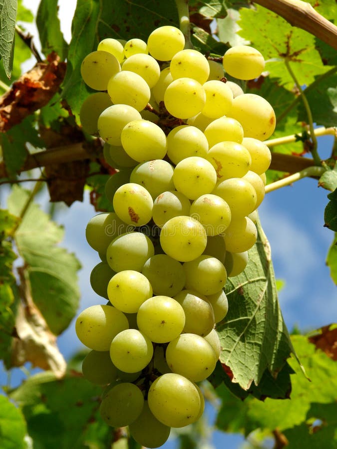 Grape cluster stock photo. Image of fruit, foliage, fresh - 15780080