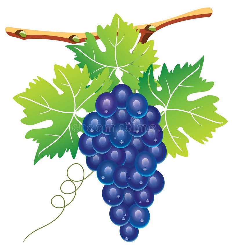 Three cluster of grapes stock vector. Illustration of paper - 9352442 Three cluster of grapes stock vector. Illustration of paper - 9352442