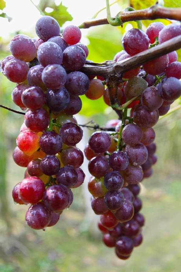 Grape Cluster stock photo. Image of farming, growth, cluster - 17346894