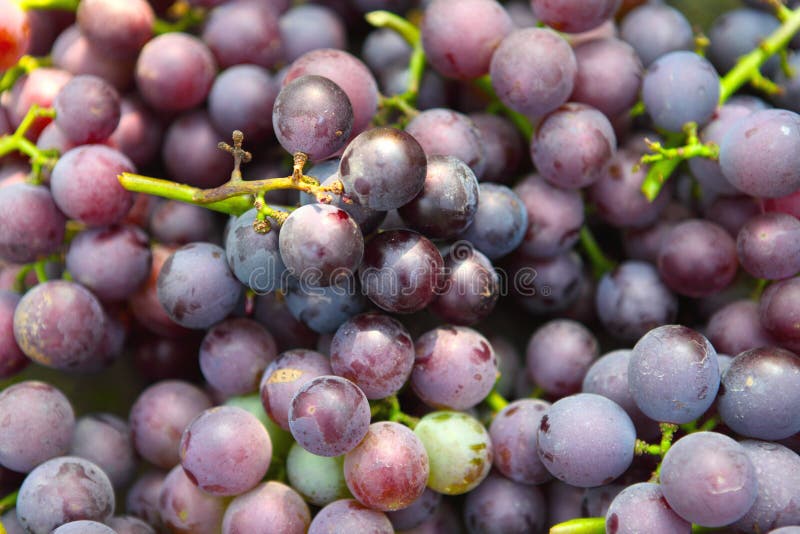Grape Cluster stock image. Image of juicy, diet, health - 17346839