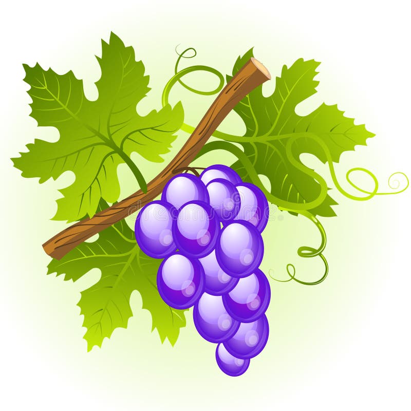 Grape Cluster With A Bottle Of Wine And A Glass Stock Illustration ... Grape Cluster With A Bottle Of Wine And A Glass Stock Illustration ...