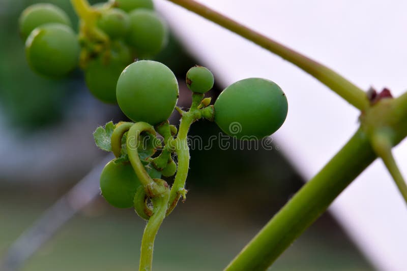 Tiny Cluster of Green Grapes 01 Stock Photo - Image of common, wine ...