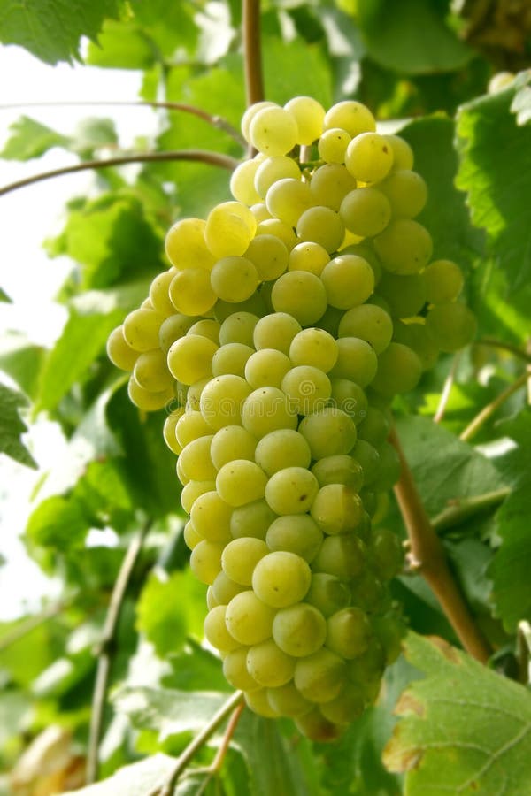 Grape cluster stock image. Image of green, farming, juicy - 3078079