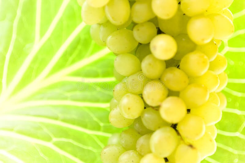 Grape Cluster Picture. Image: 6591797