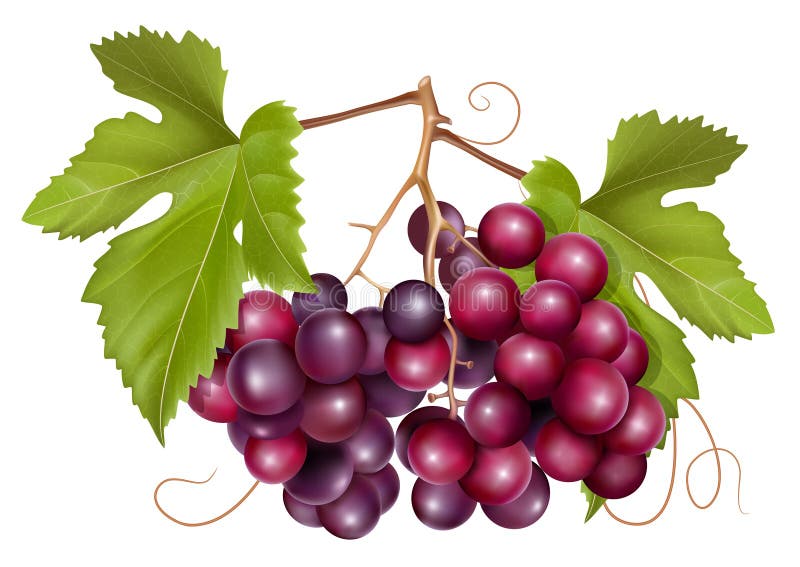 Grape Cluster with Green Leaves Stock Vector - Illustration of purple ...