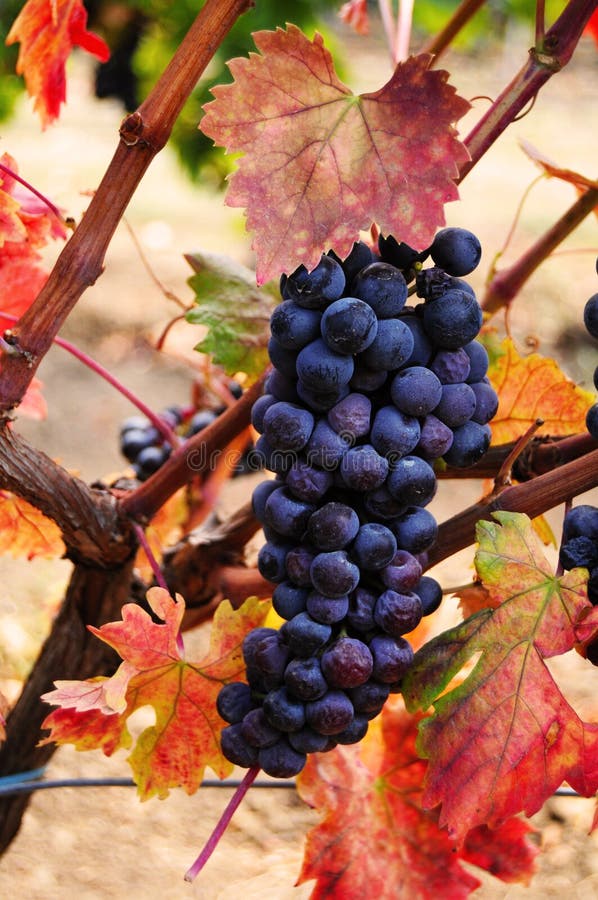 Grape cluster on vinetree stock photo. Image of wine - 21412374