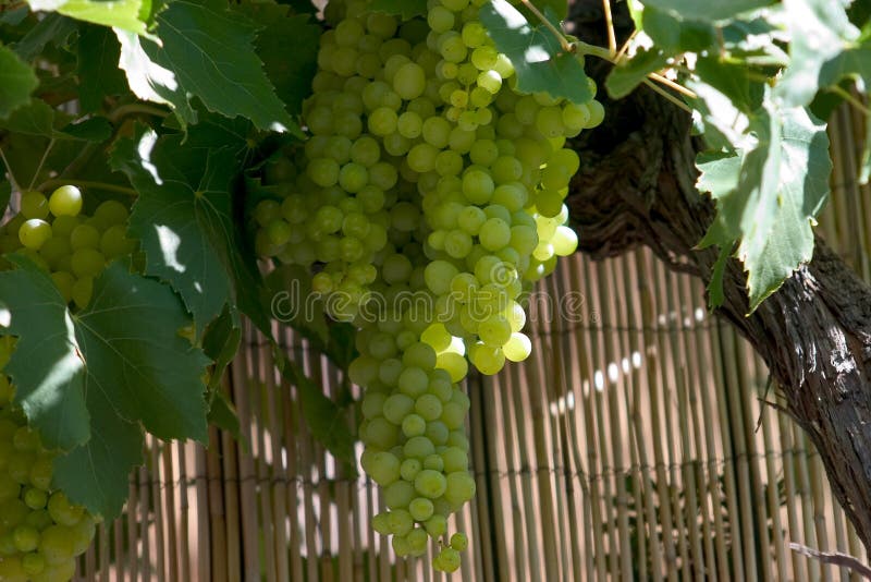 Grape clusters stock photo. Image of plants, wine, culture - 192374