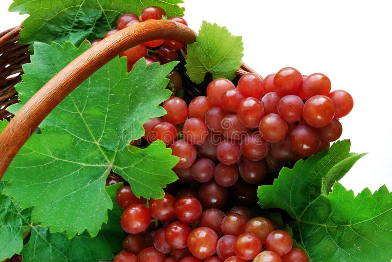 Grape clusters stock image. Image of decoration, botany - 3031889
