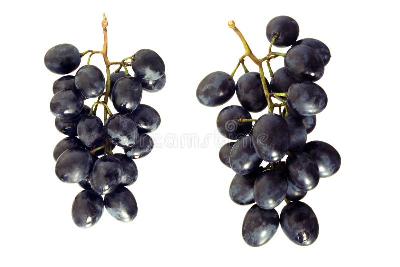 Grape Clusters Picture. Image: 8469296